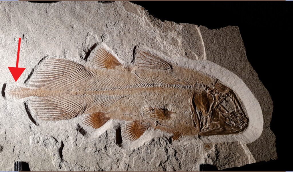 Coelacanth: The transitional fossil that wasn’t – The "New" Church of ...